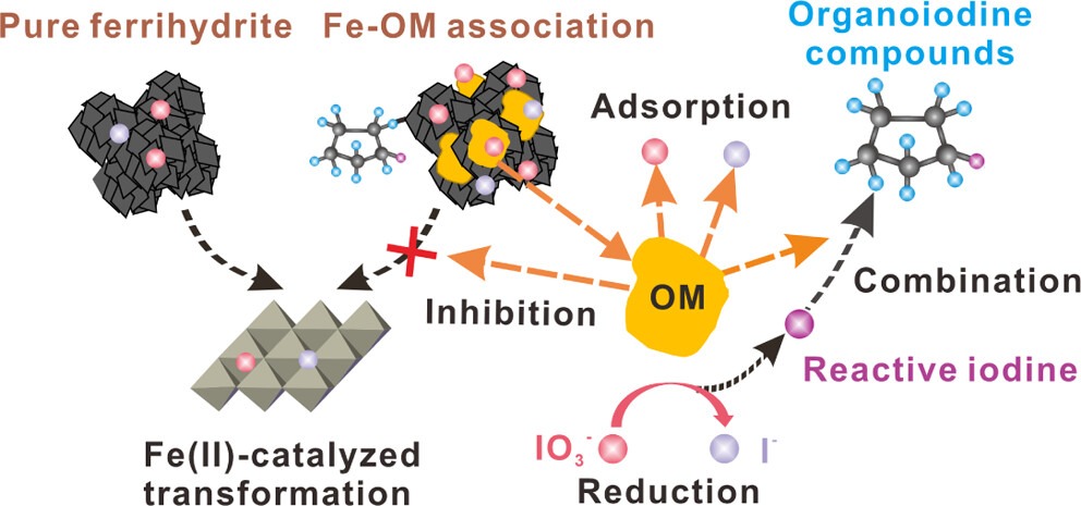 Hidden Role of Organic Matter in the Immobilization and Transformation ...