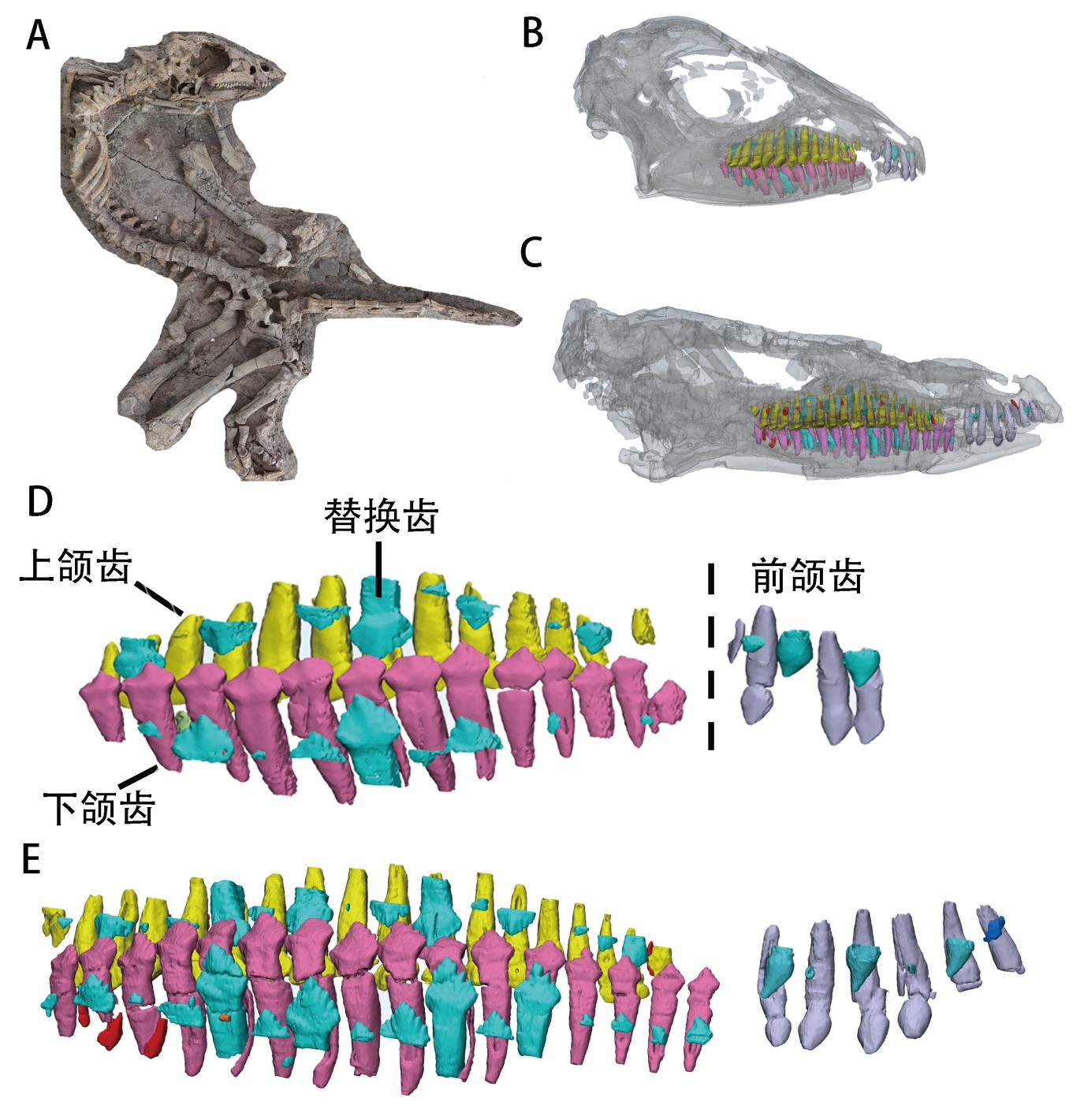 CUG Paleontologists Unravel Mystery of Dental Evolution of ...