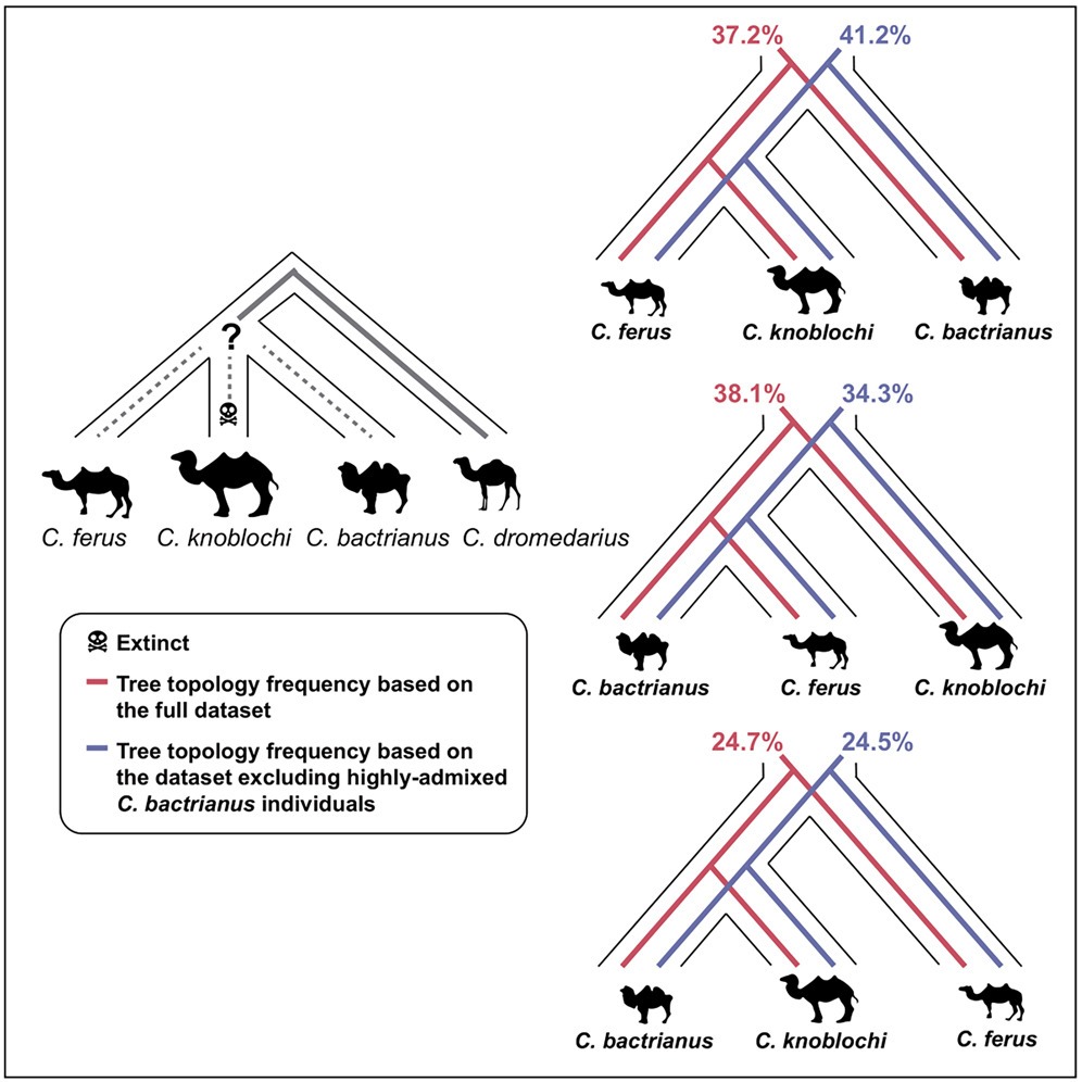 Camelus knoblochi genome reveals the complex evolutionary history of ...