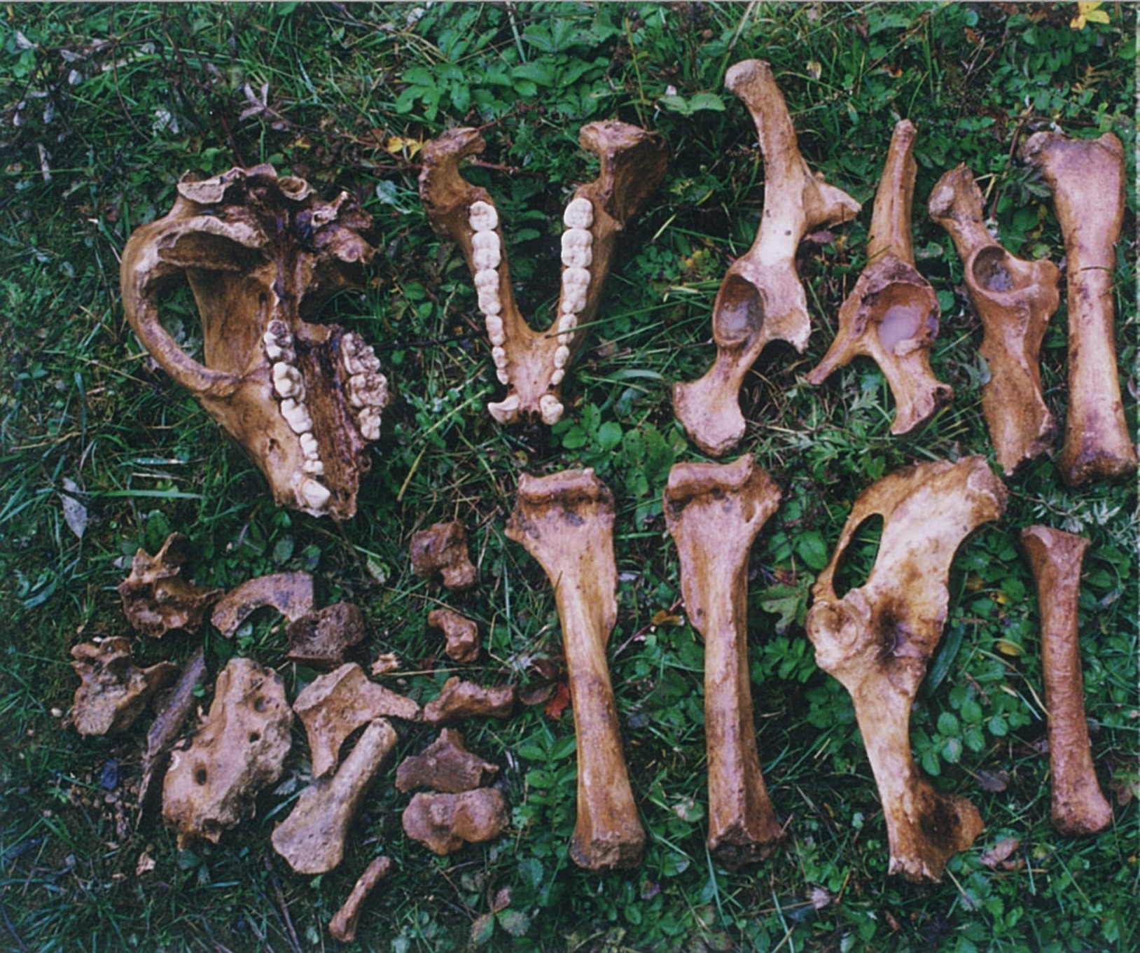 First ancient panda genome reveals lost lineage in Holocene-China ...